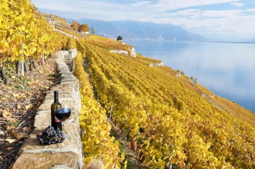 Switzerland Wine Guide: Discover Swiss Wine & Regions
