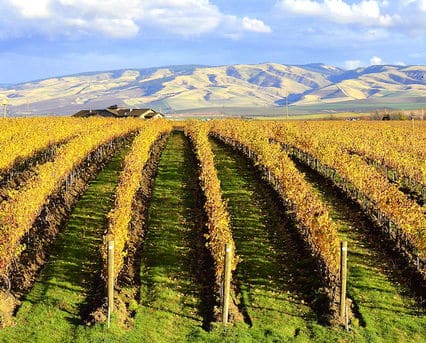 Amavi Cellars • Wine Tastings, Tours, Events & Hours • Winetraveler