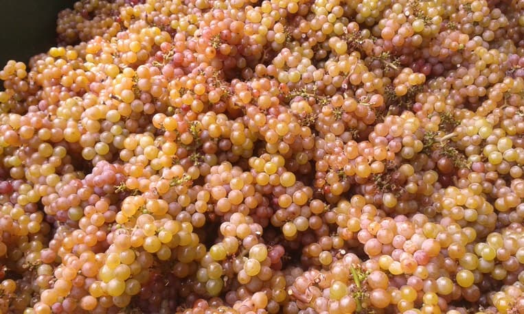 Gewürztraminer Grape Variety & Wine Profile: Taste & Food Pairings ...