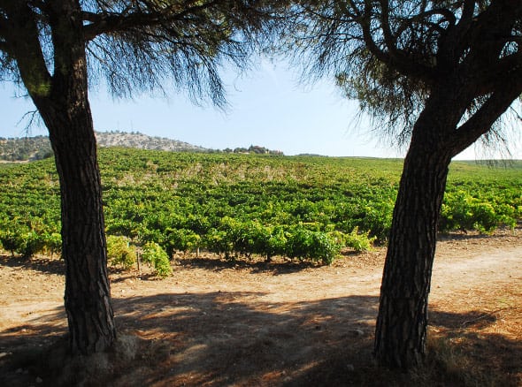 Ribera del Duero Wine Region Introductory Guide • Winetraveler