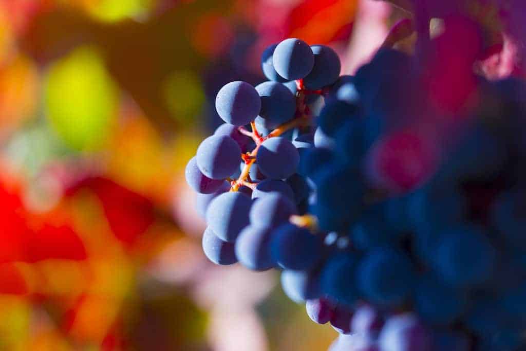 Malbec Wine Profile: Taste, Pairings & Recommendations