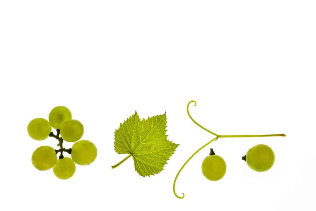 Sauvignon Blanc Wine: Taste, Pairings & Recommendations
