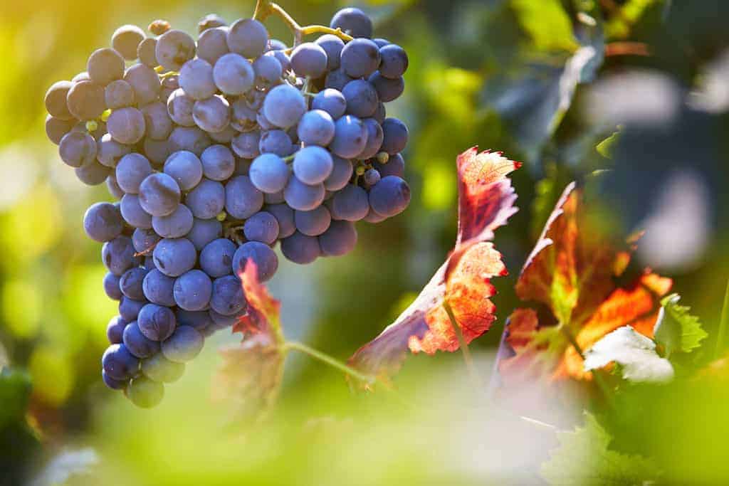 What are the Characteristics of The Syrah Grape? • Winetraveler