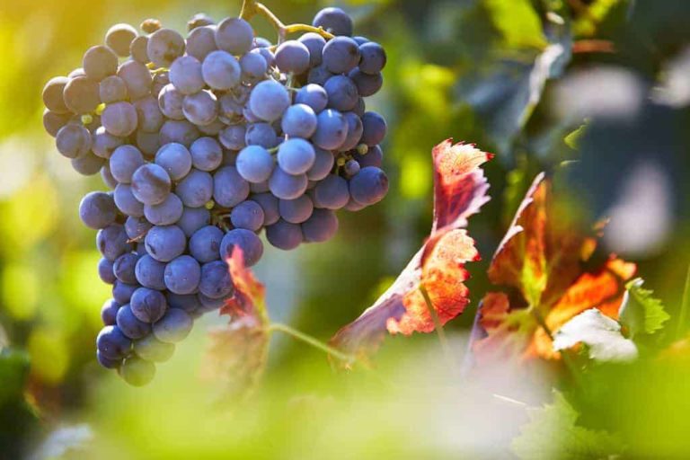 What are the Characteristics of the Syrah Grape?