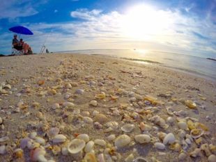 Essential Tips For Shell Hunting on Sanibel Island • Winetraveler