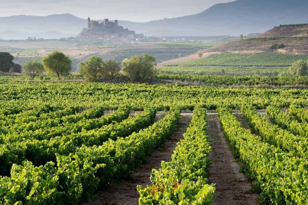 Graciano Grape Variety & Wine Profile: Taste & Food Pairings • Winetraveler