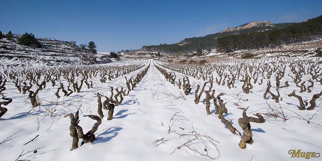 Bodegas Muga • Rioja Wine Tastings, Tours & Events • Winetraveler