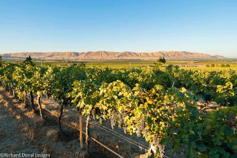 Hedges Family Estate • Tours, Tastings, Reviews & Events • Winetraveler