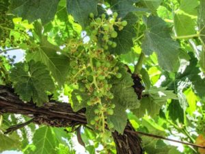 Winemaking 101 • Part I: Science Behind Growing Grapes • Winetraveler
