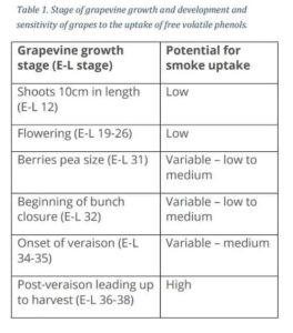 Smoke Taint - What it Is & How it Affects Grapes and Wine • Winetraveler
