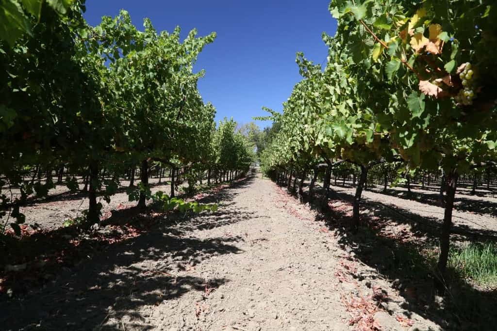 Honig Winery & Vineyards • Wine Tastings, Tours, Reviews & Events ...