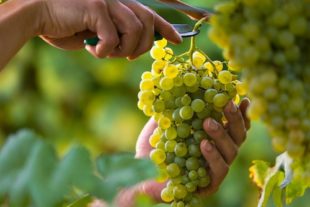 Discover the Wine Region of Veneto Italy • Winetraveler