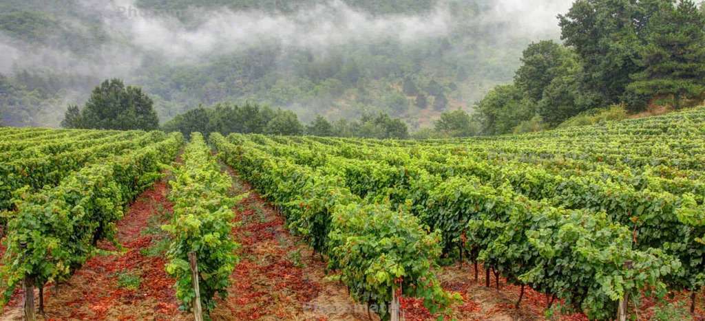 Beaulieu Vineyard • Wine Tastings, Tours, Reviews & Events • Winetraveler