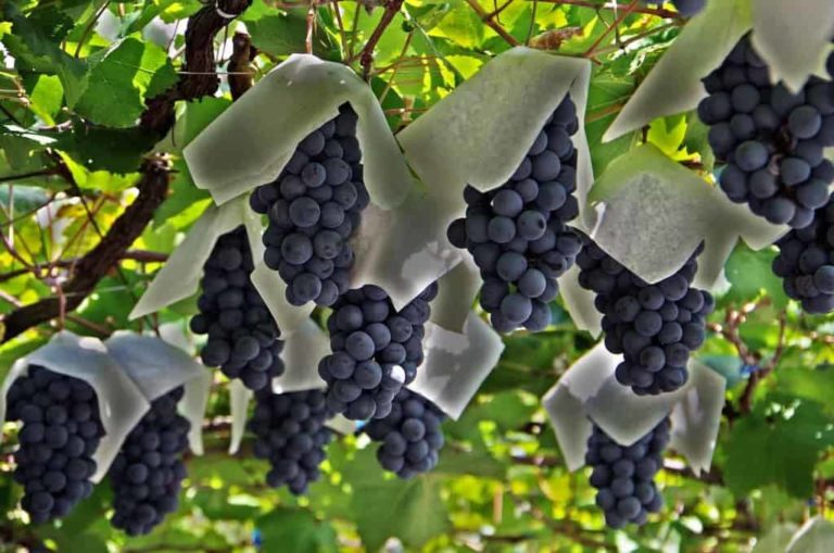 Japanese Wine: Regions, Grapes & Top Wineries