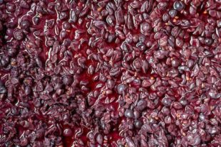 How Red Wine is Made: Winemaker's Step By Step Guide