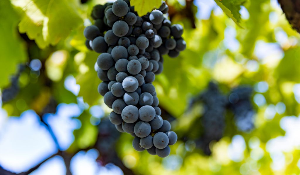 Aglianico Wine Profile: Taste, Pairings & Recommendations