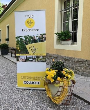 Collio: One of the Most Unique White Wine Regions