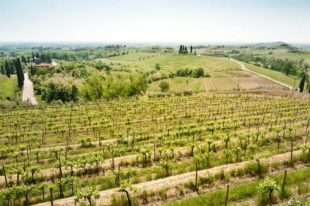 Collio: One of the Most Unique White Wine Regions
