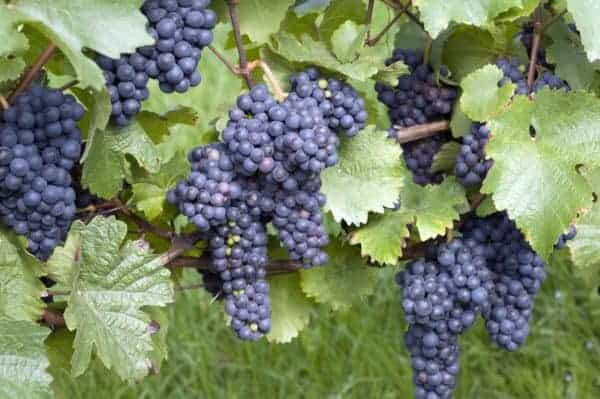 Unique Grape Varieties in the Finger Lakes • Winetraveler