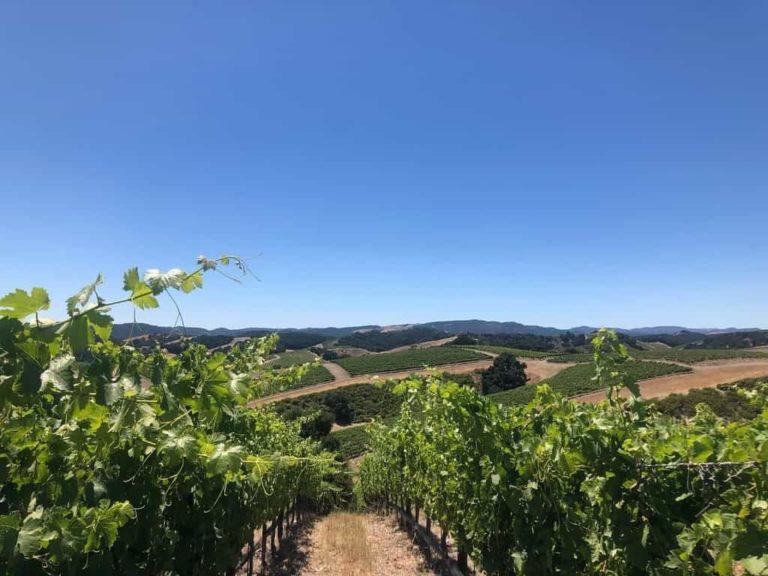 10 Best Paso Robles Wineries for Wine Tasting in 2025