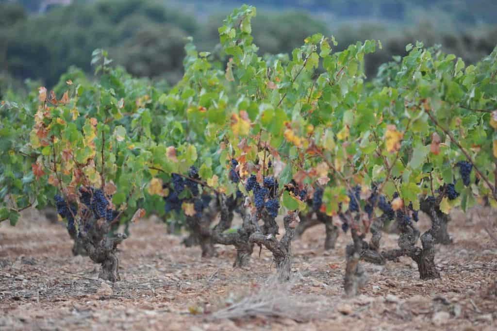 Best Bandol Wine Tastings, Tours & Wineries for 2025