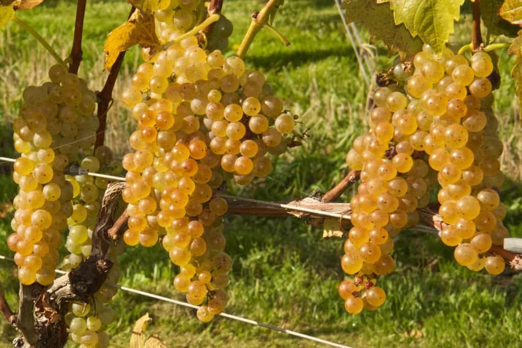 Vidal Blanc Grape Variety & Wine Profile: Taste & Food Pairings