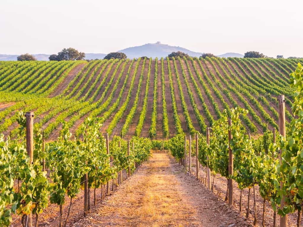 Arinto Grape Variety & Wine Profile: Taste & Food Pairings • Winetraveler