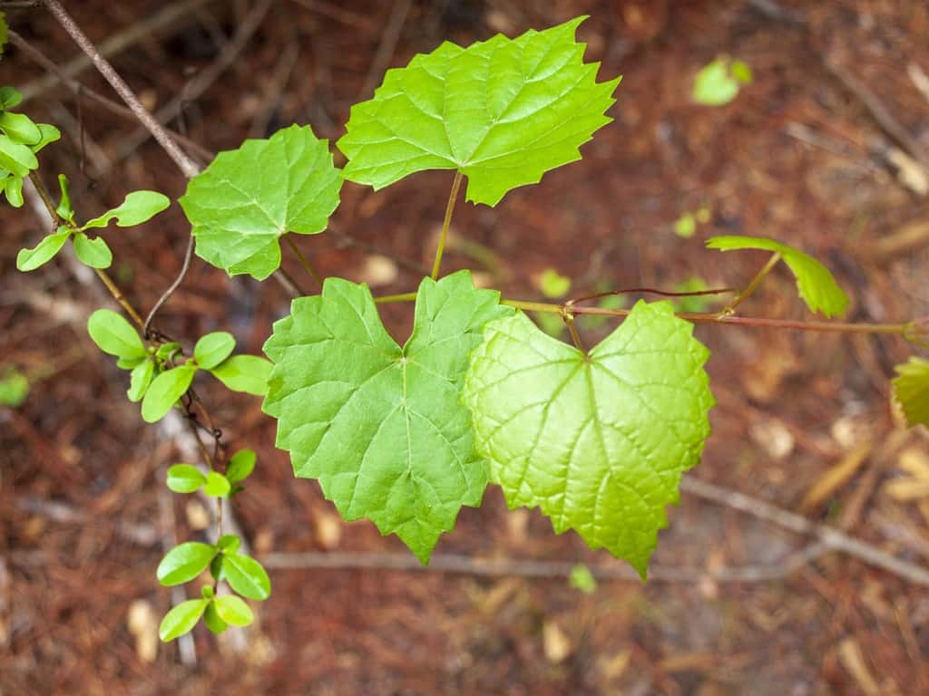Muscadine Grape Variety & Wine Profile: Taste & Food Pairings ...