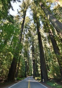 Perfect San Francisco to Seattle Road Trip Itinerary 2024