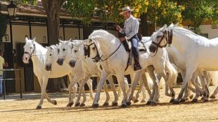 Experience Incredible Andalusian Horses in Southern Spain