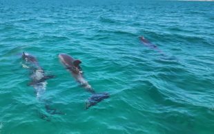 The Best Things to Do When Visiting Setúbal Portugal