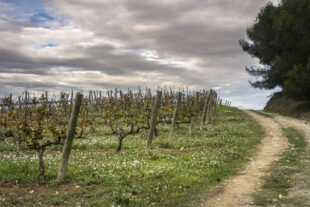 10 Best Penedès Wineries & Wine Tour Options (2024)