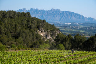 10 Best Penedès Wineries & Wine Tour Options (2024)