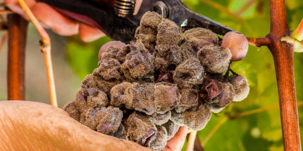 Sauternes Wine: A Sensational Sweet Sensory Experience