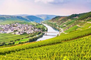 Mosel Wine Region: Wine Tasting, Wineries & Tours 2025
