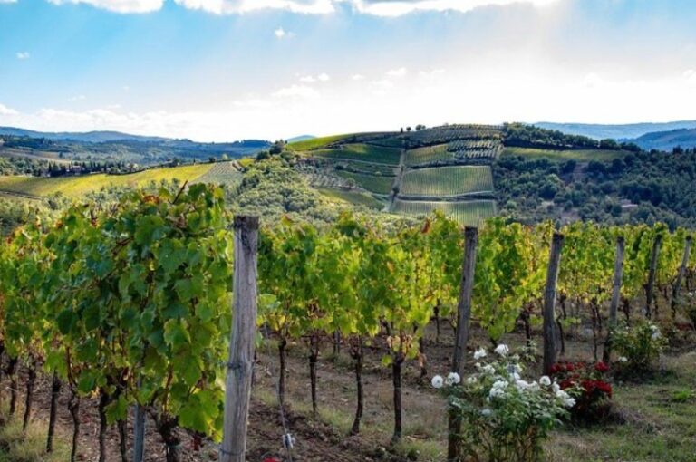 15 Best Tuscany Wine Tours & Wine Tastings for 2024