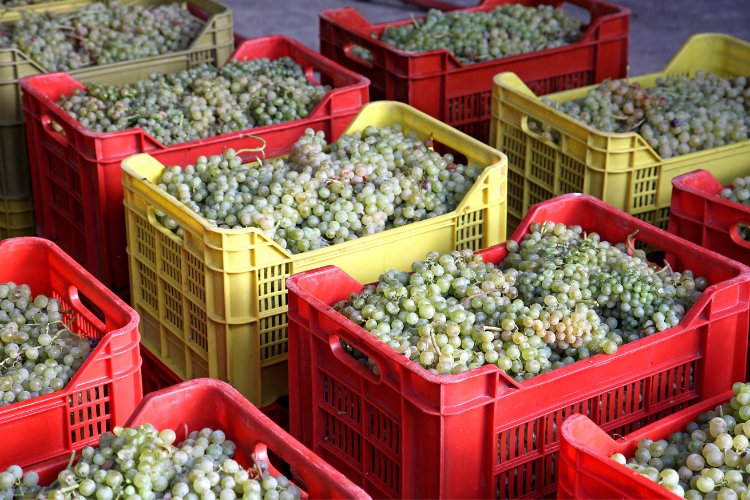 Falanghina Wine: Tasting Notes & Grape Variety Profile