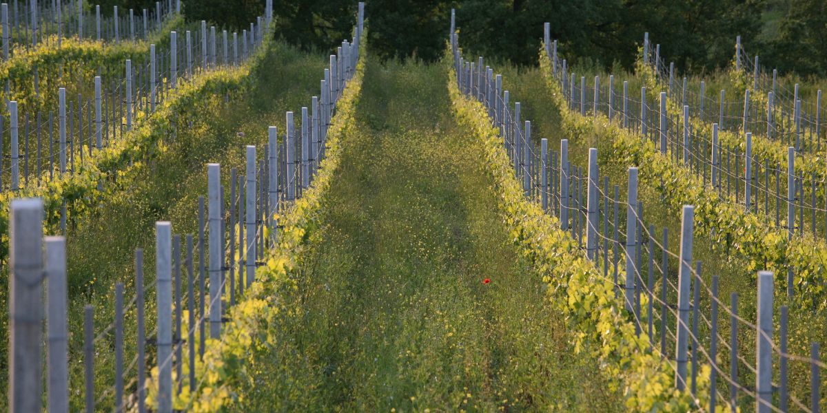 Greco di Tufo: Tasting Notes & Grape Variety Profile