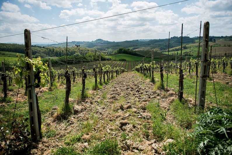 Best Florence Wine Tours, Wine Tastings & Day Trips 2024