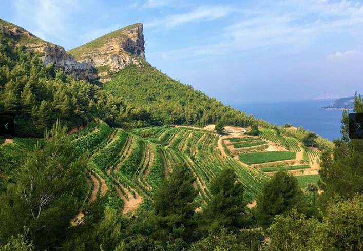 15 Best Provence Wine Tours & Wine Tastings for 2026
