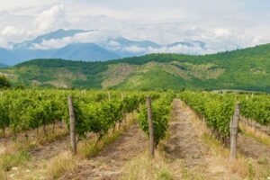Ultimate Guide to Georgian Wine Country: Kakheti & Tbilisi