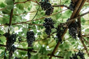 Ultimate Guide to Georgian Wine Country: Kakheti & Tbilisi