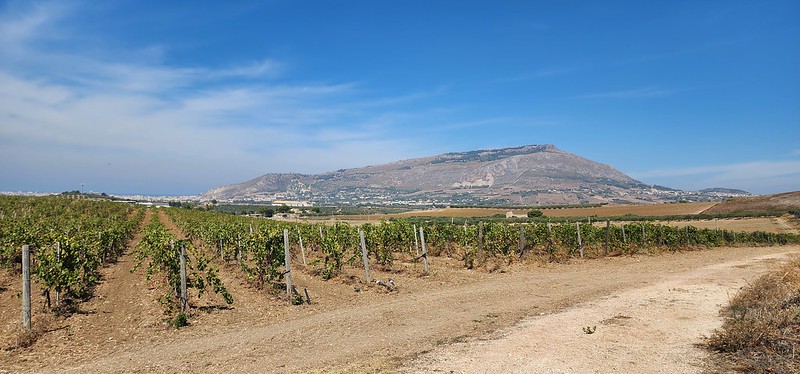 How to Go Wine Tasting Near Palermo, Marsala & Beyond