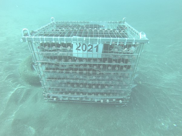 Underwater Wineries: Dive In (Literally) For Your Wine