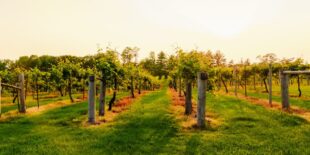 Best Missouri Wineries & Vineyards to Visit in 2025