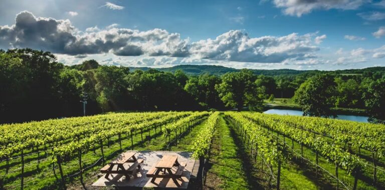 Best Missouri Wineries & Vineyards to Visit in 2026